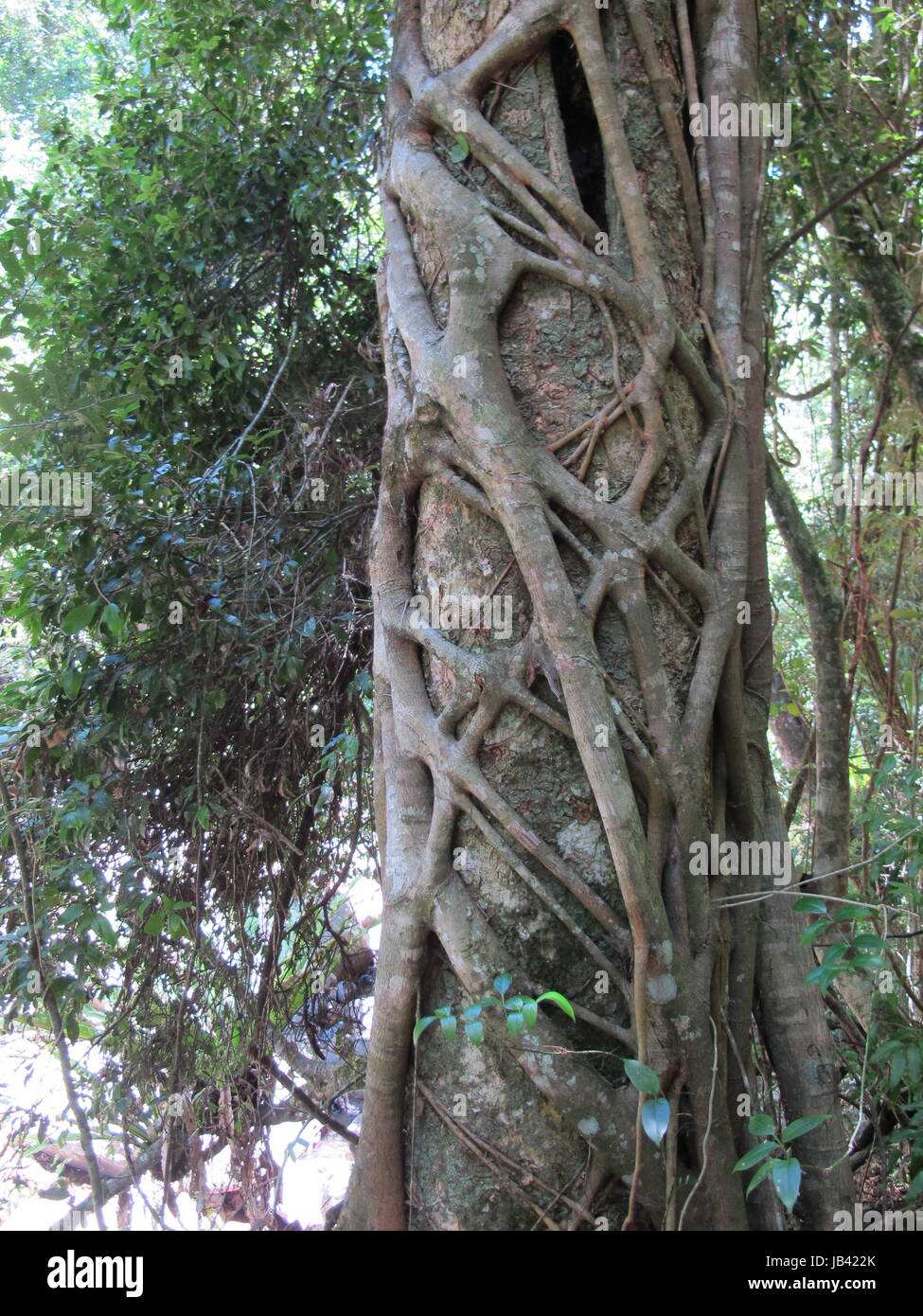 Rainforest Vine High Resolution Stock Photography and Images - Alamy