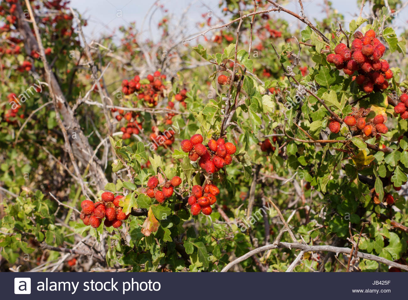 Rhus Trilobata High Resolution Stock Photography and Images - Alamy
