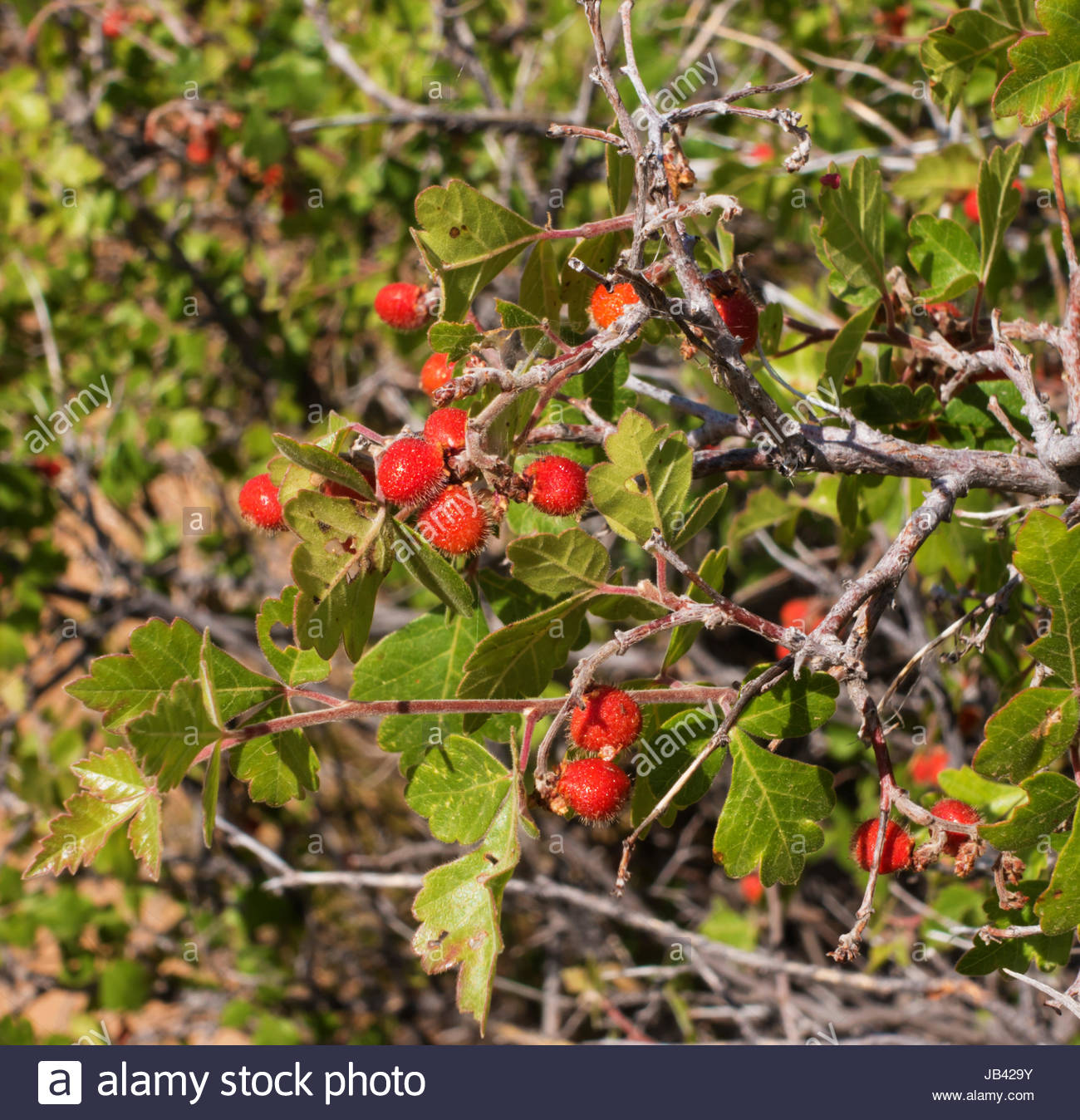 Sumac Berry High Resolution Stock Photography and Images - Alamy