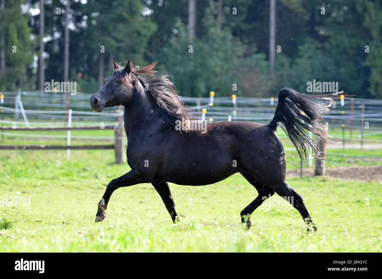 Morgan Horse, Portrait, WEide, Koppel, Wiese, Pferd, Stute, hengst ...