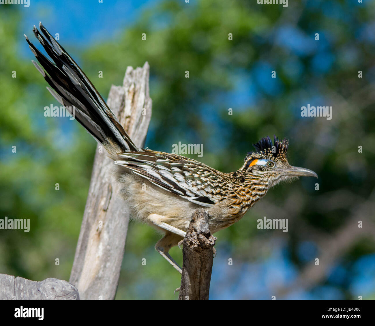 Road runner bird hi-res stock photography and images - Alamy
