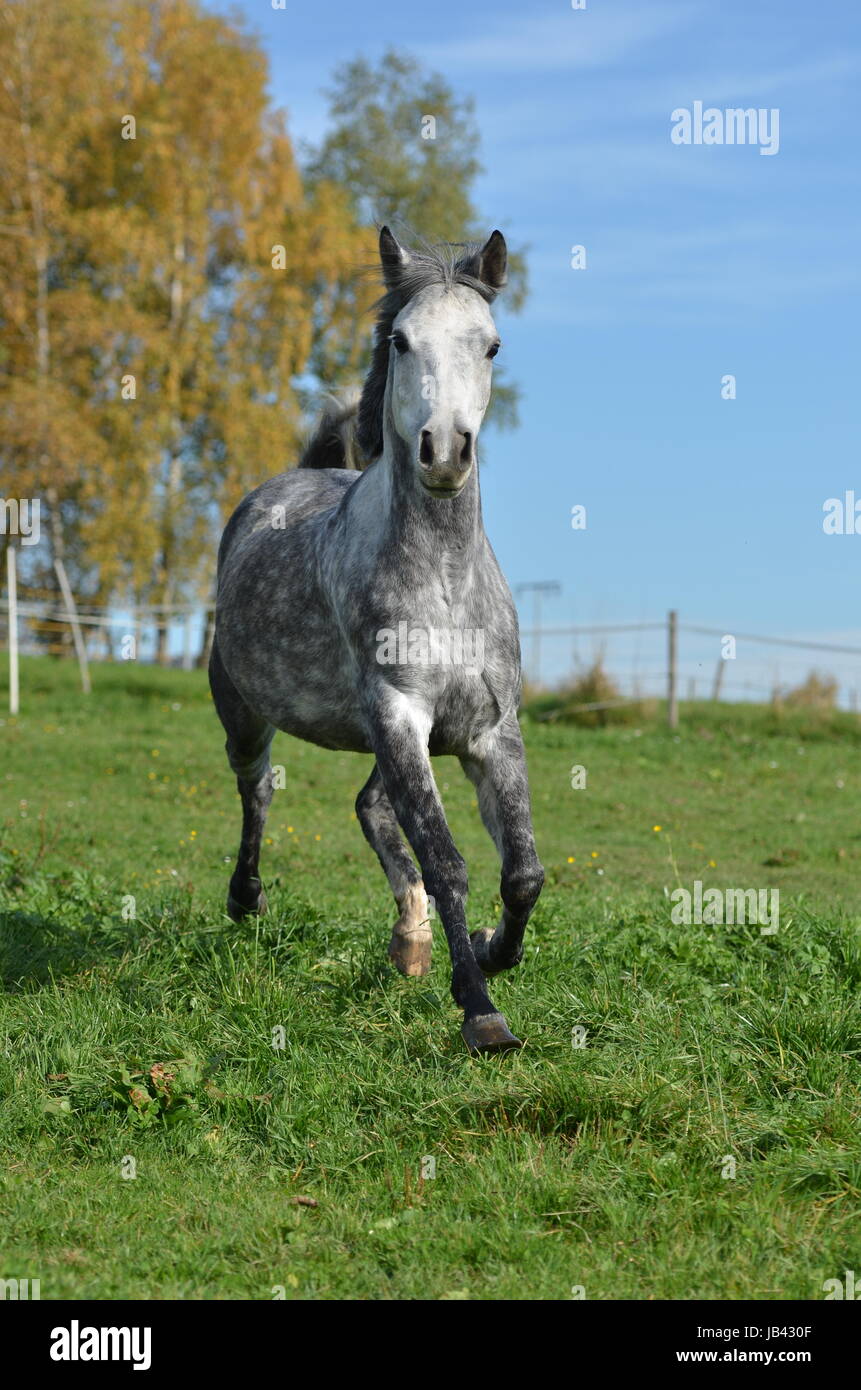 Grey dapple pony hi-res stock photography and images - Alamy