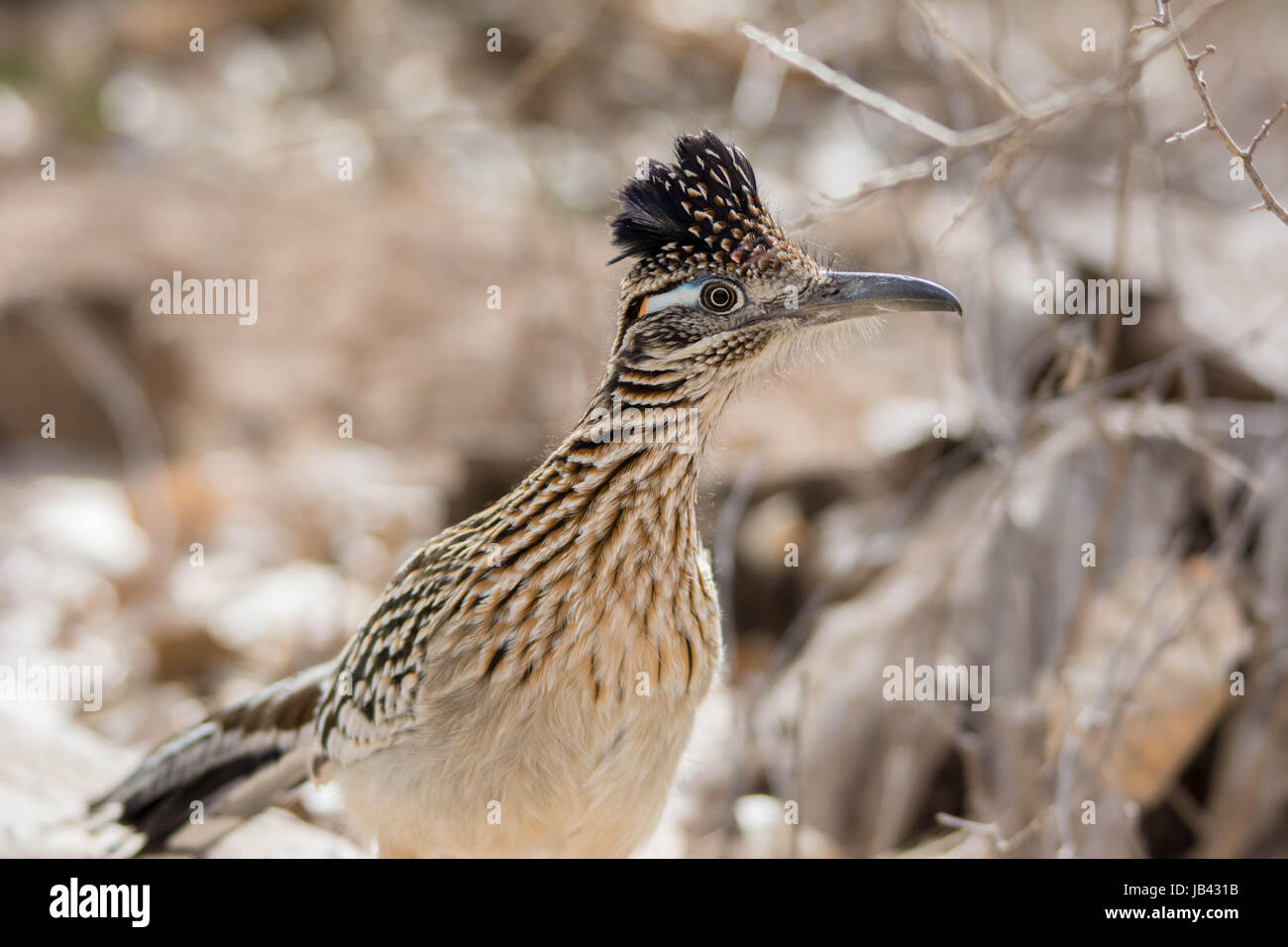 Road runner animal hi-res stock photography and images - Alamy