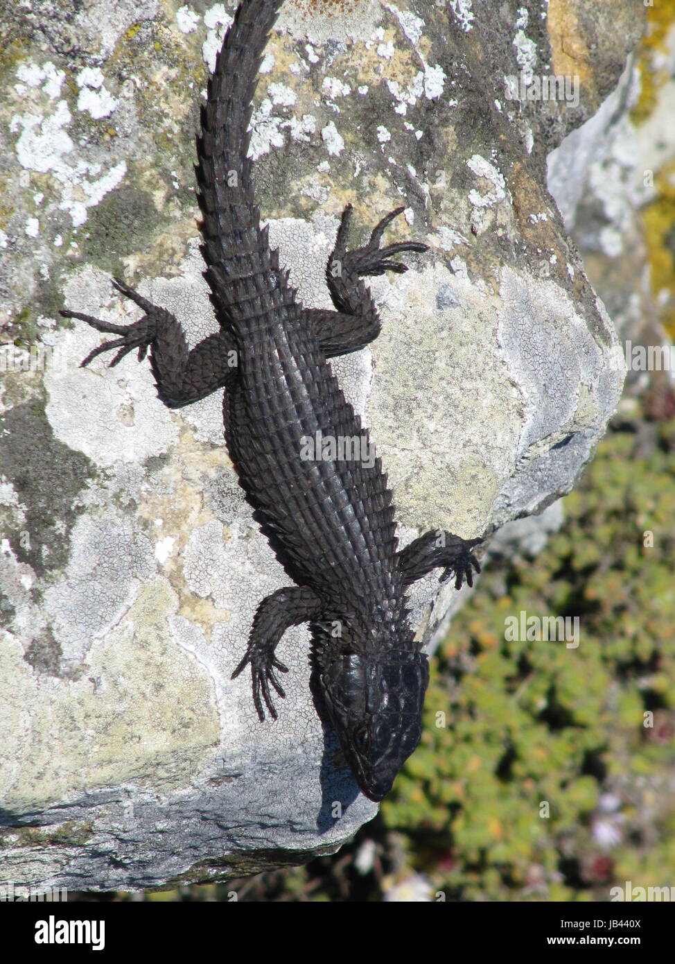 Black Lizard