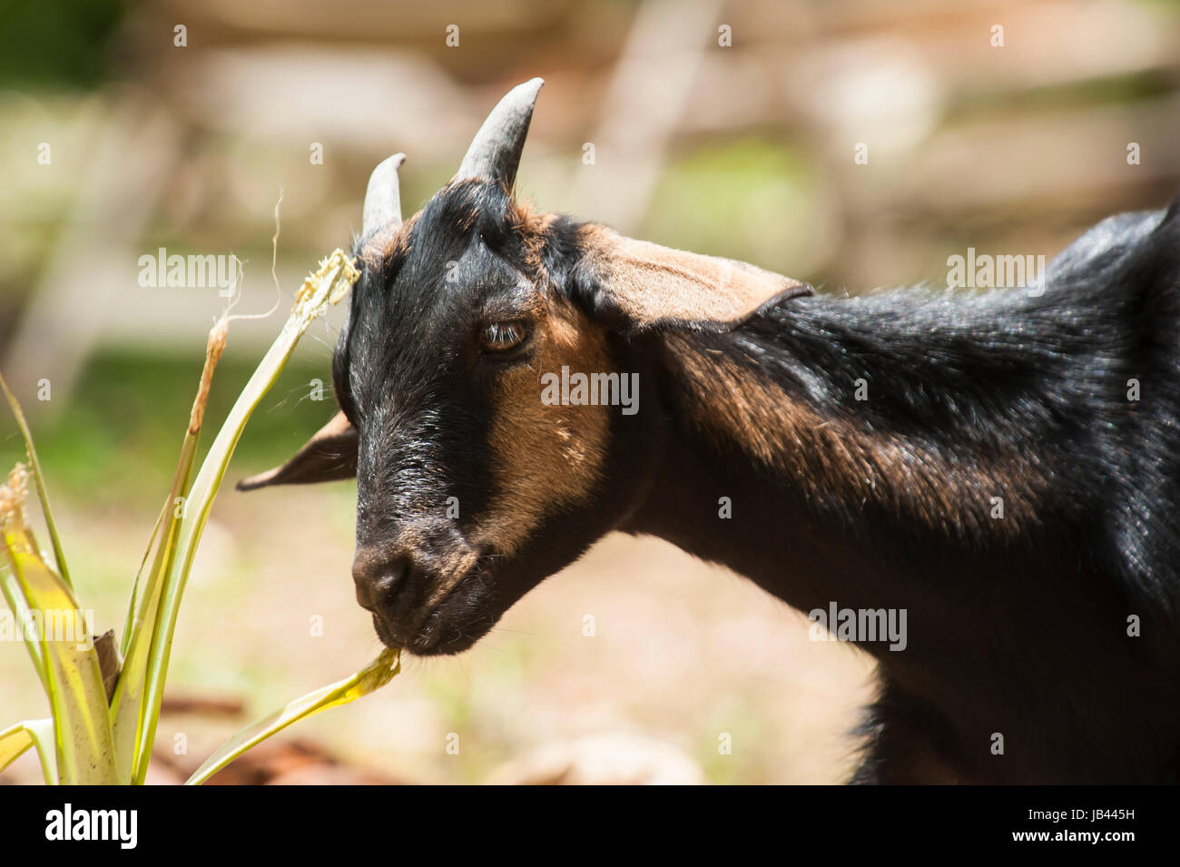 Goat Eating Grass Not Field High Resolution Stock Photography and ...