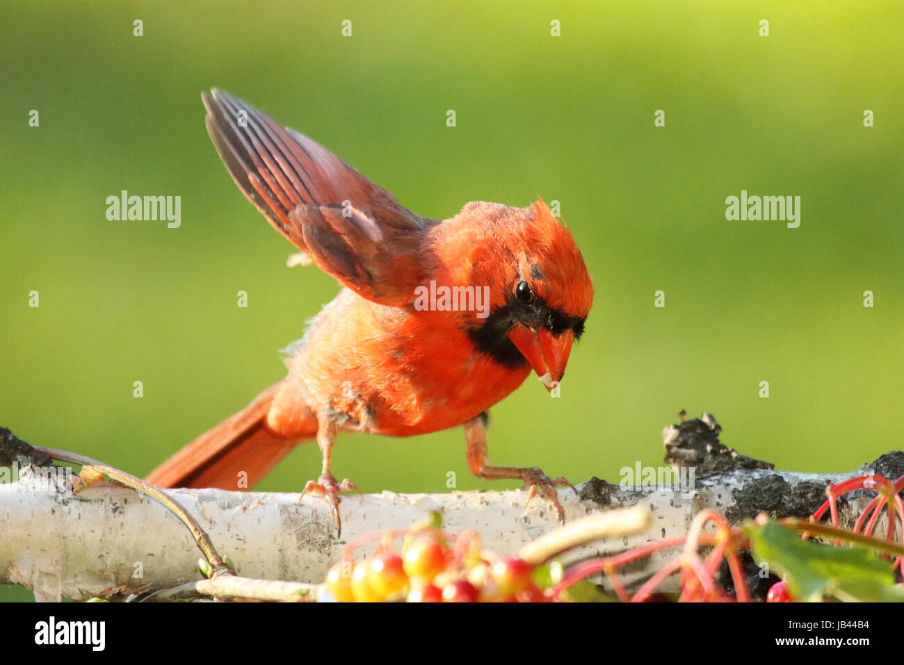 Cardinal Flying High Resolution Stock Photography and Images - Alamy