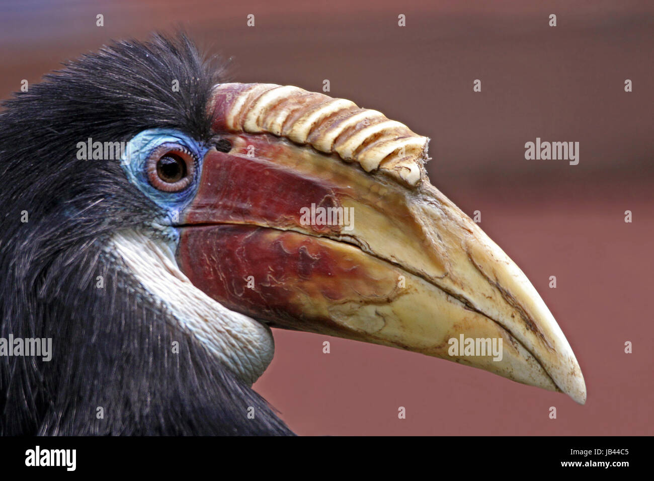 Vogelschnabel hi-res stock photography and images - Alamy