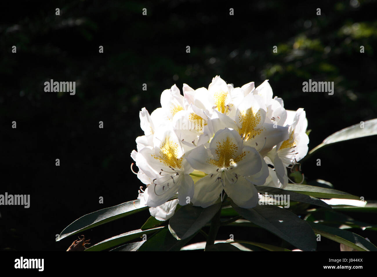 bright pure white Stock Photo - Alamy