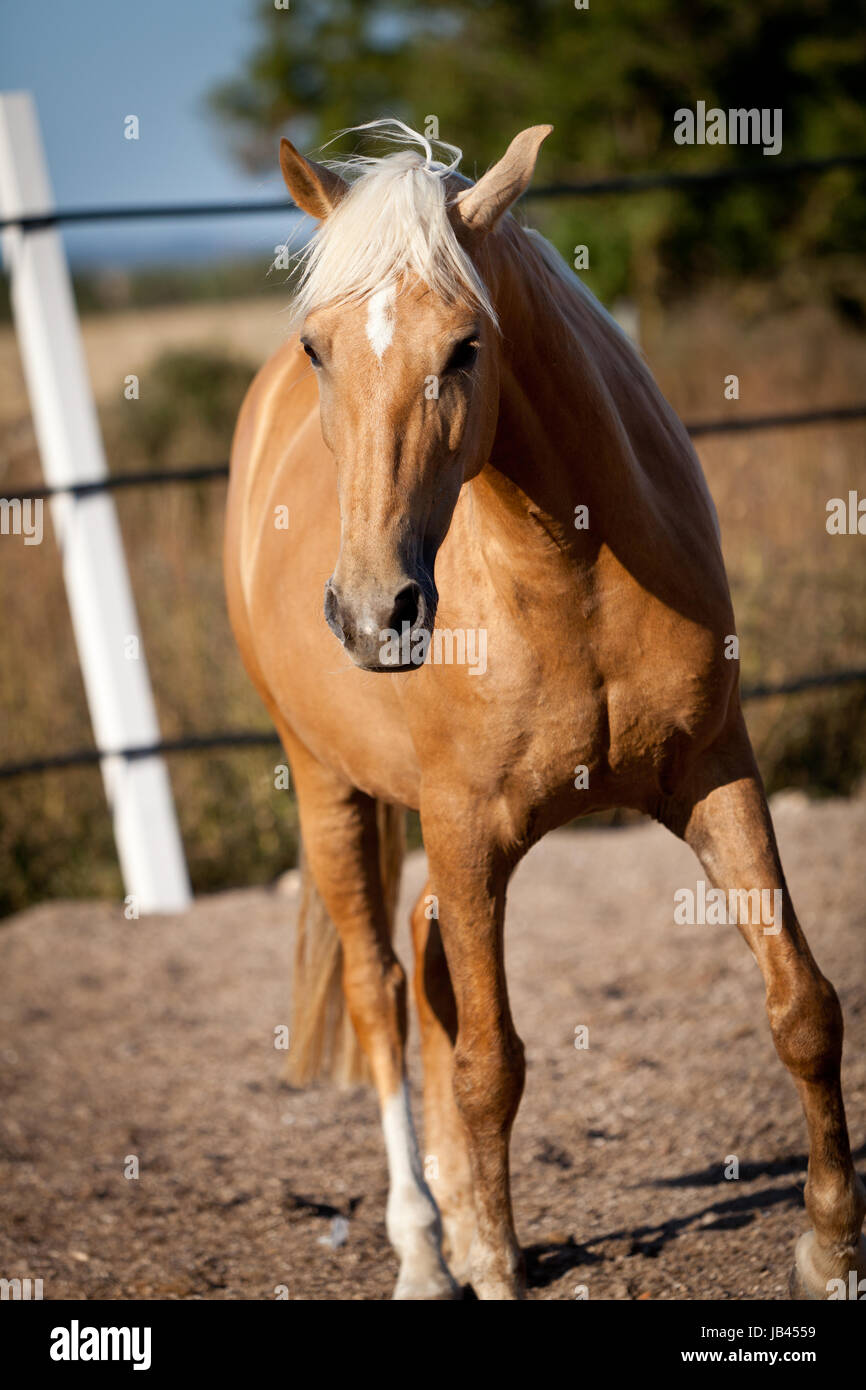 brauner französischer traber pferd portrait im freien sommer Stock ...