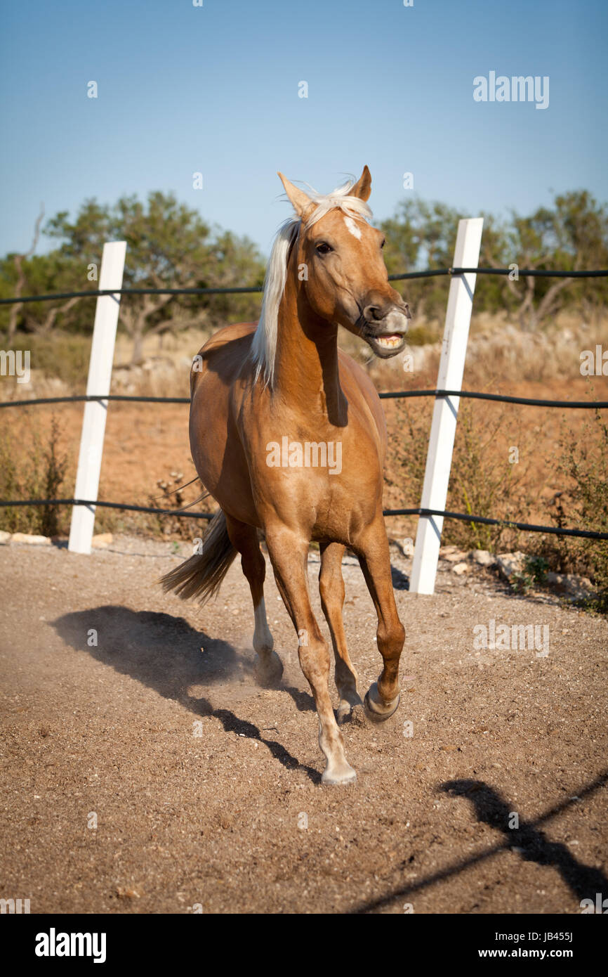 brauner französischer traber pferd portrait im freien sommer Stock ...