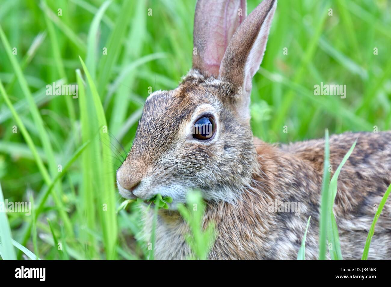 Eastern Cottontail rabbit (Sylvilagus floridanus Stock Photo - Alamy