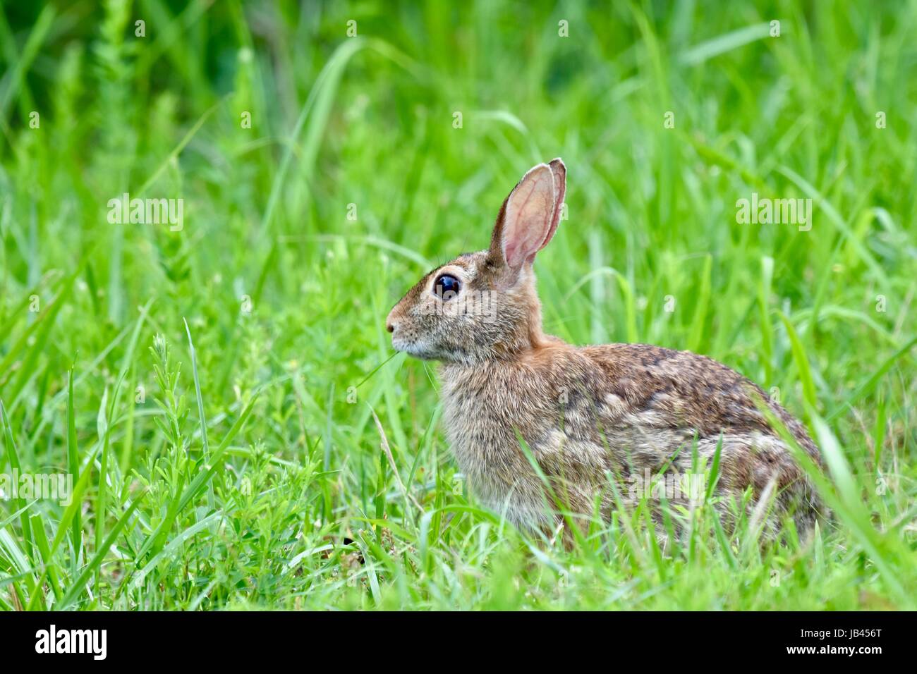 Eastern Cottontail rabbit (Sylvilagus floridanus Stock Photo - Alamy
