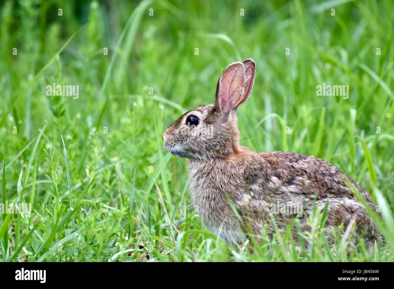 Eastern Cottontail rabbit (Sylvilagus floridanus Stock Photo - Alamy