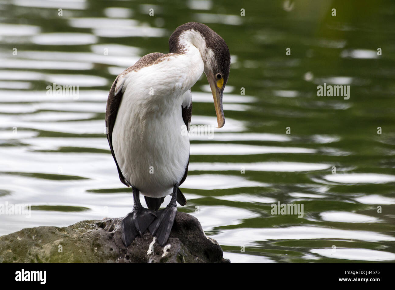 Springs park hi-res stock photography and images - Alamy