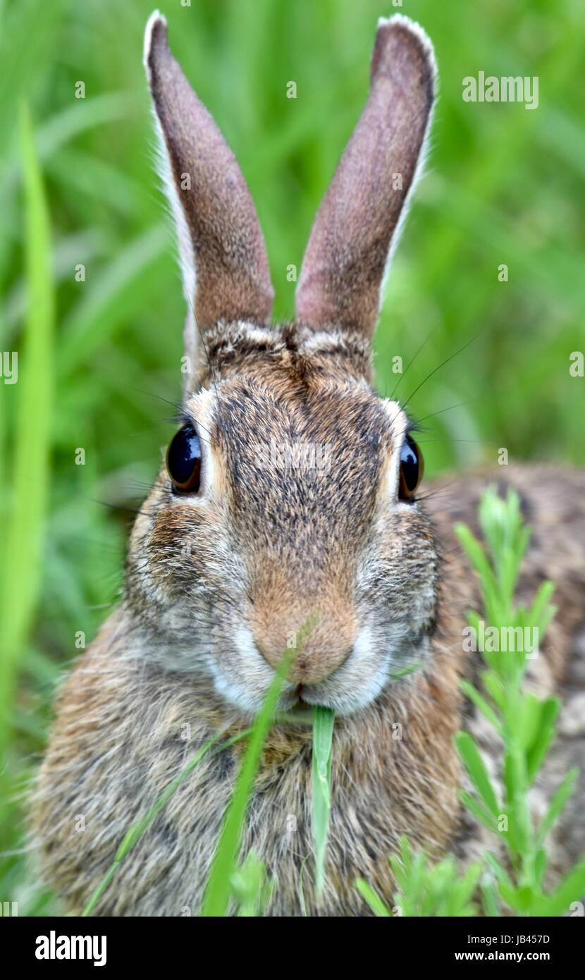 Eastern Cottontail rabbit (Sylvilagus floridanus Stock Photo - Alamy