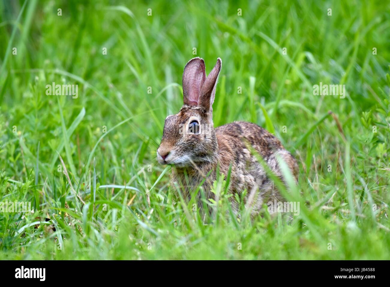 Eastern Cottontail rabbit (Sylvilagus floridanus Stock Photo - Alamy