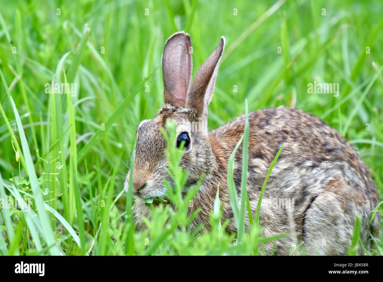 Eastern Cottontail rabbit (Sylvilagus floridanus Stock Photo - Alamy