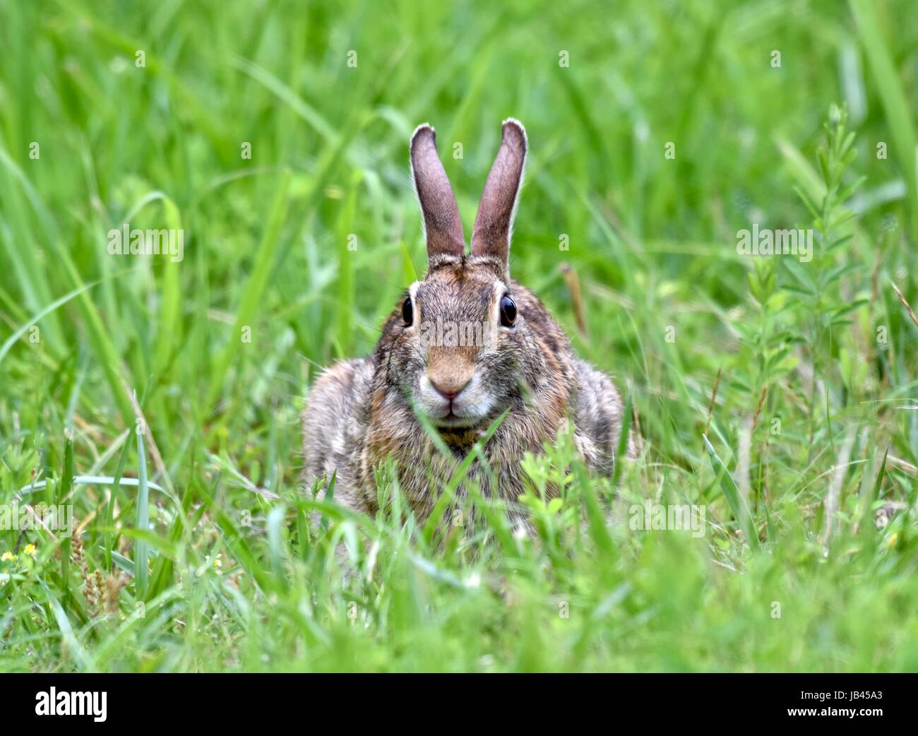 Eastern Cottontail rabbit (Sylvilagus floridanus Stock Photo - Alamy