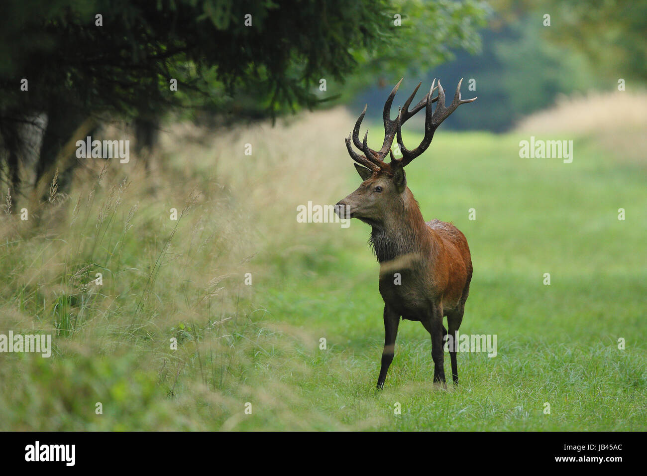 deer stag emperor Stock Photo - Alamy