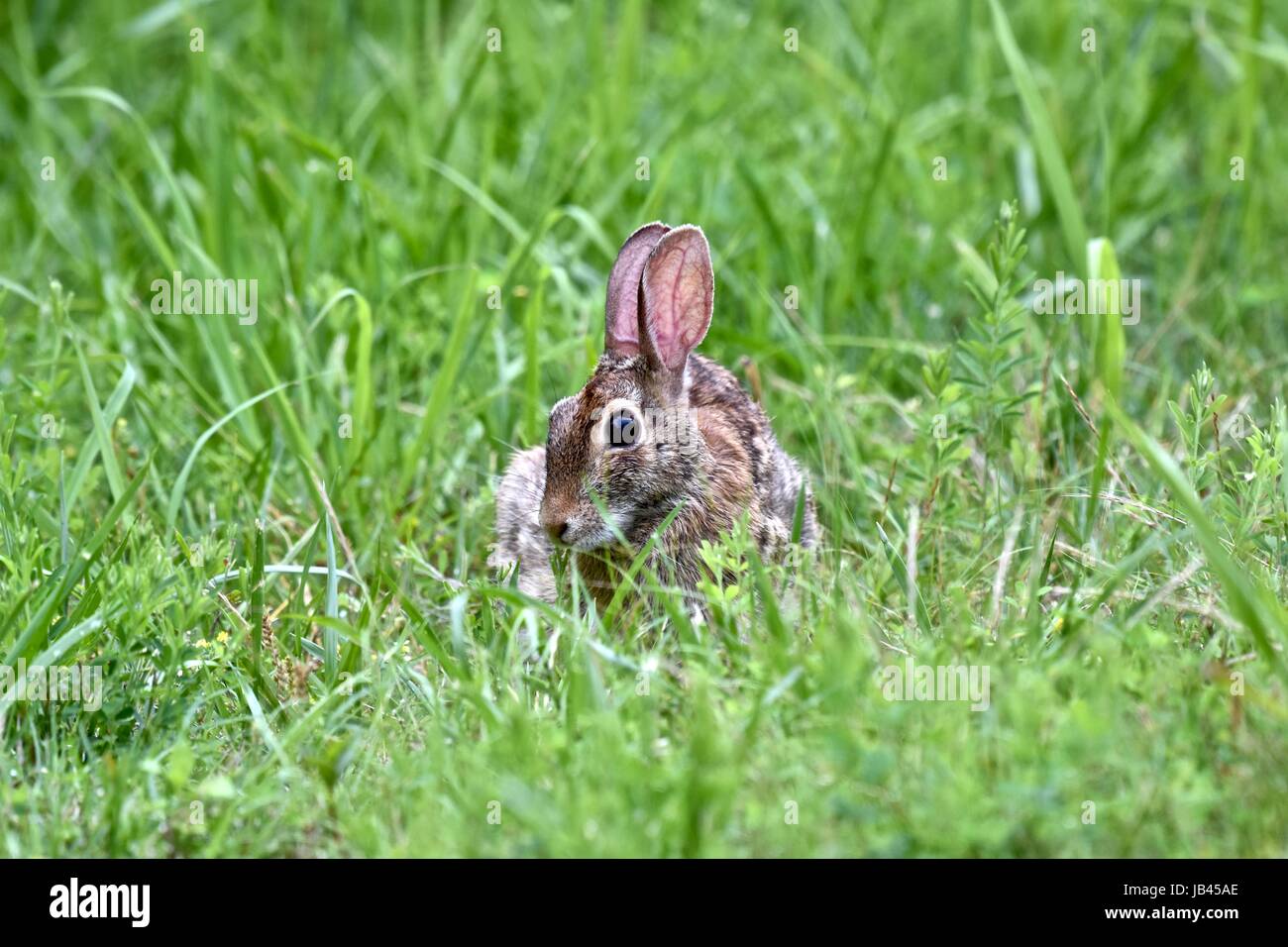 Eastern Cottontail rabbit (Sylvilagus floridanus Stock Photo - Alamy