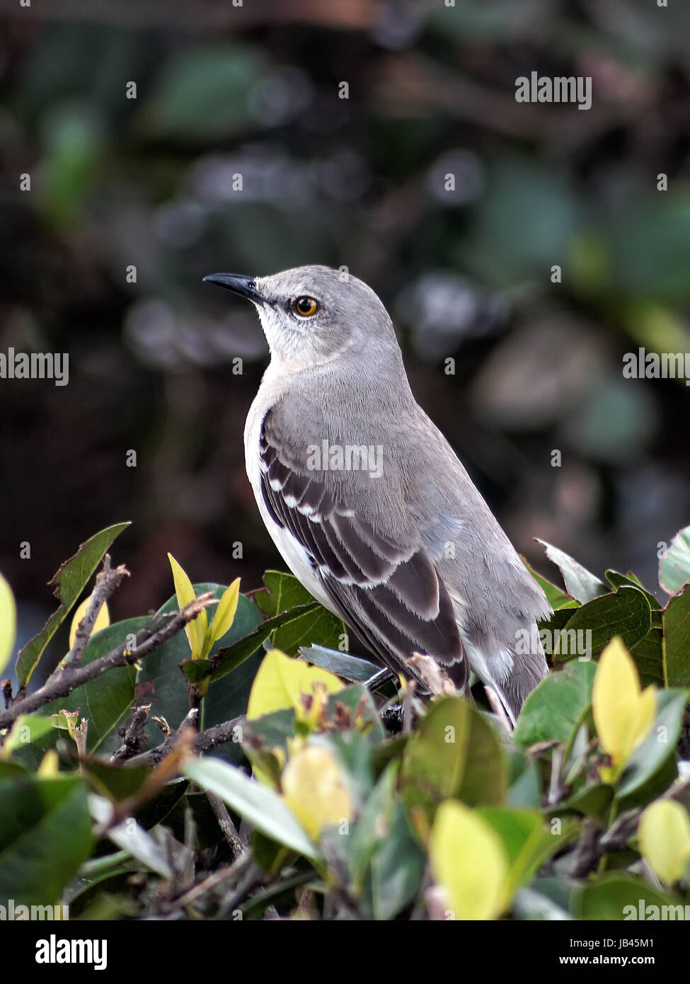 Mockingbird profile hi-res stock photography and images - Alamy