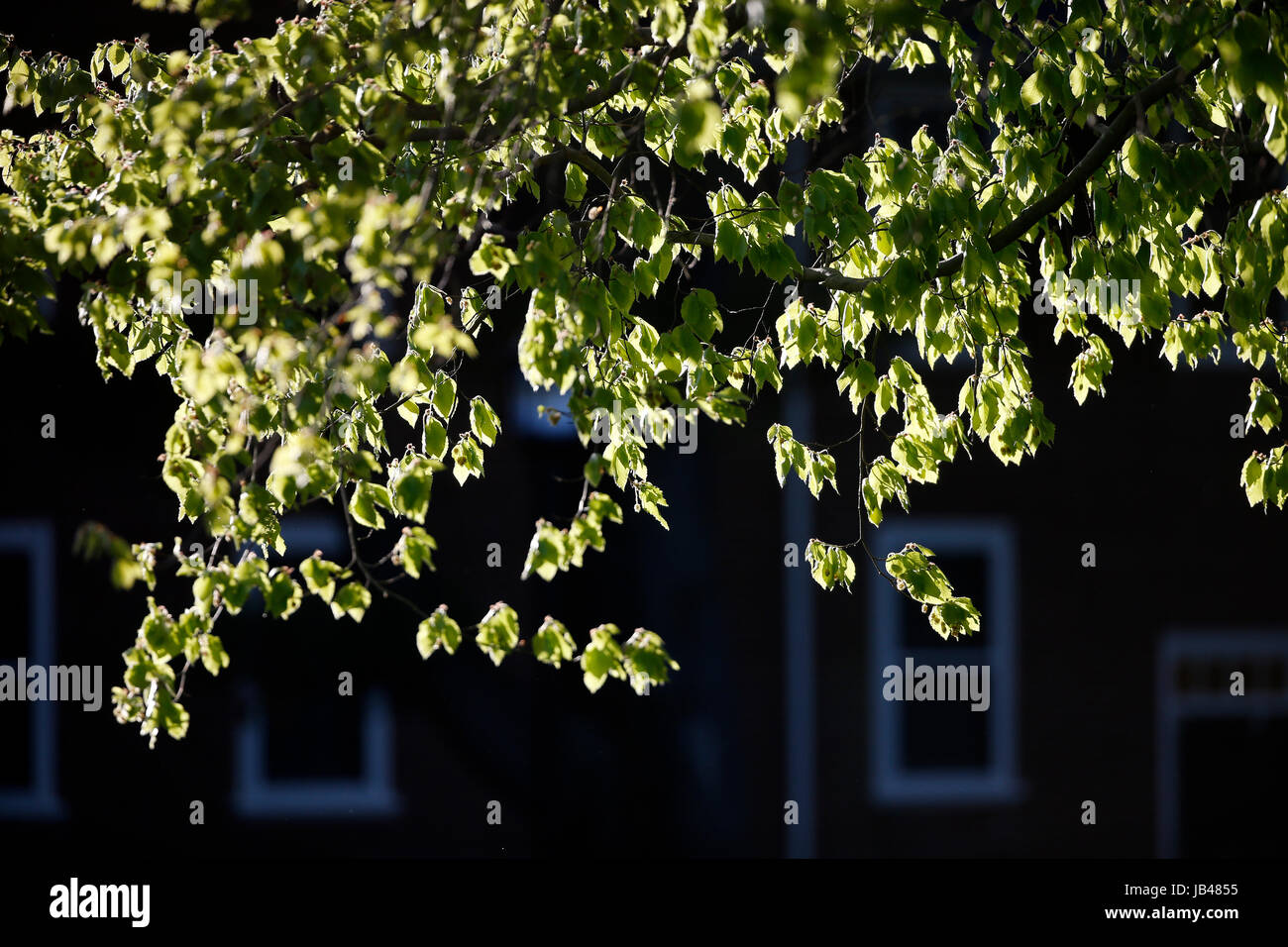 back lit green tree leaves Stock Photo - Alamy