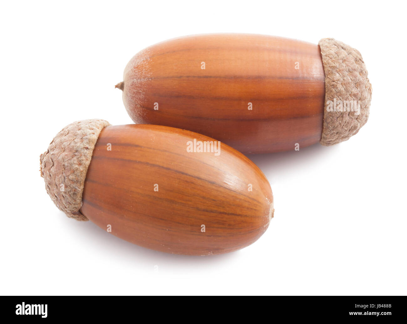 Beautiful macro photo of acorn, isolated on white background Stock ...