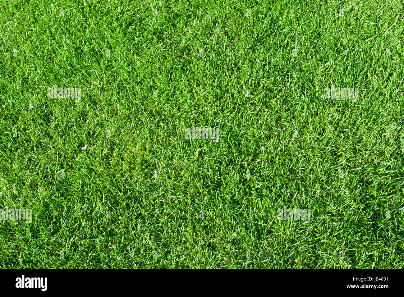 Green lush grass background under bright sunlight Stock Photo - Alamy