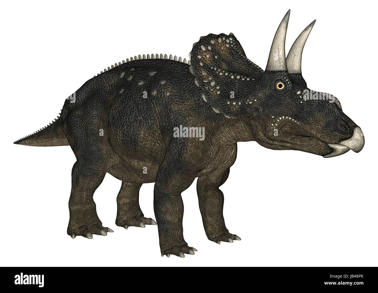 3D digital render of a dinosaur Diceratops isolated on white background ...
