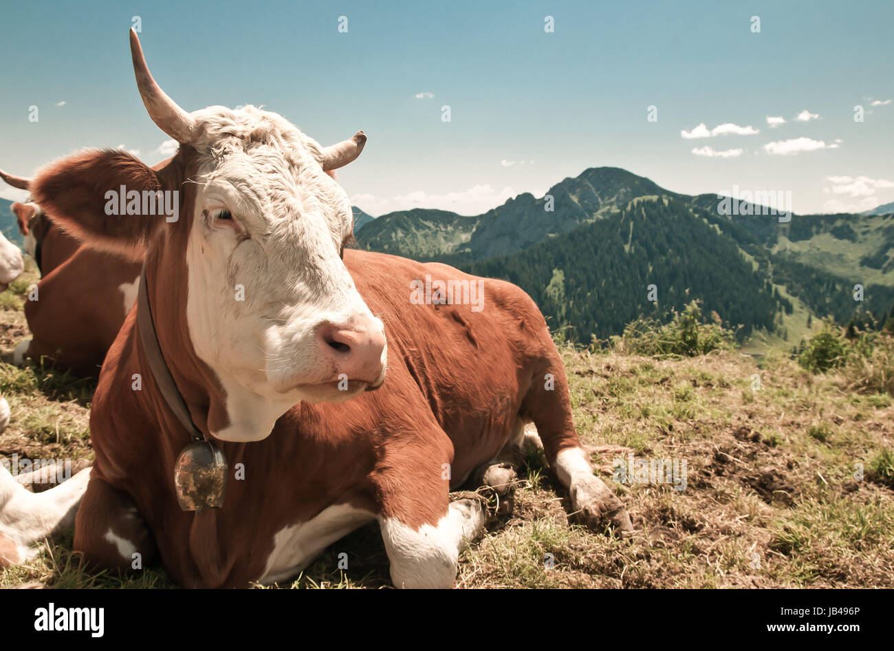 Kuh auf der Alm Stock Photo - Alamy