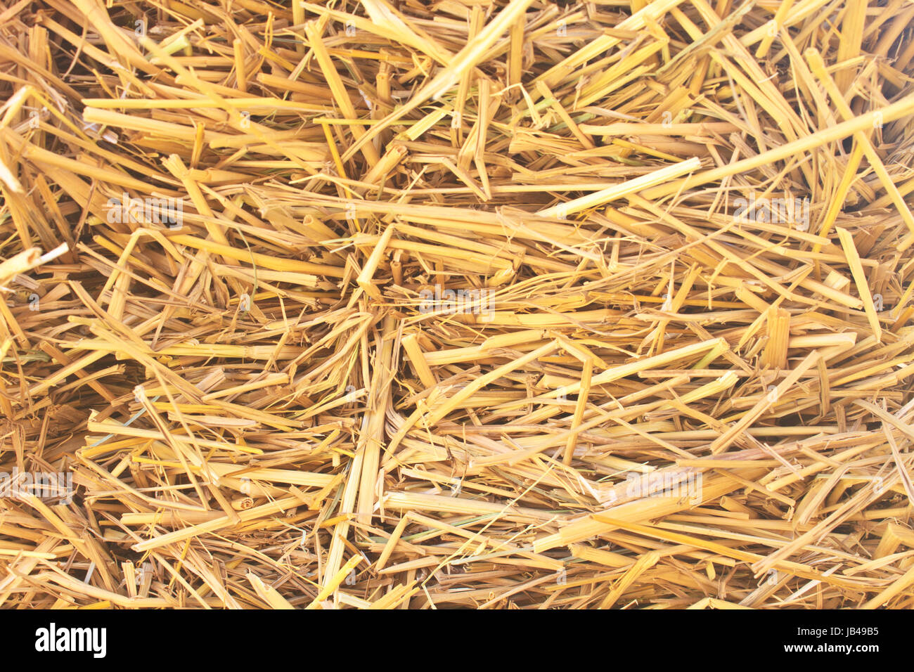 Rice straw background and texture Stock Photo - Alamy