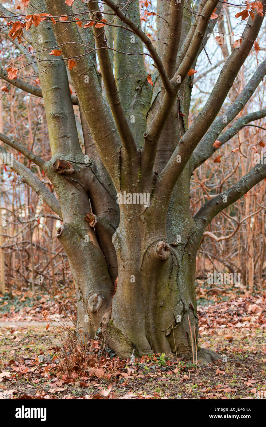 An very old beech tree "Fagus Sylvatica Stock Photo - Alamy
