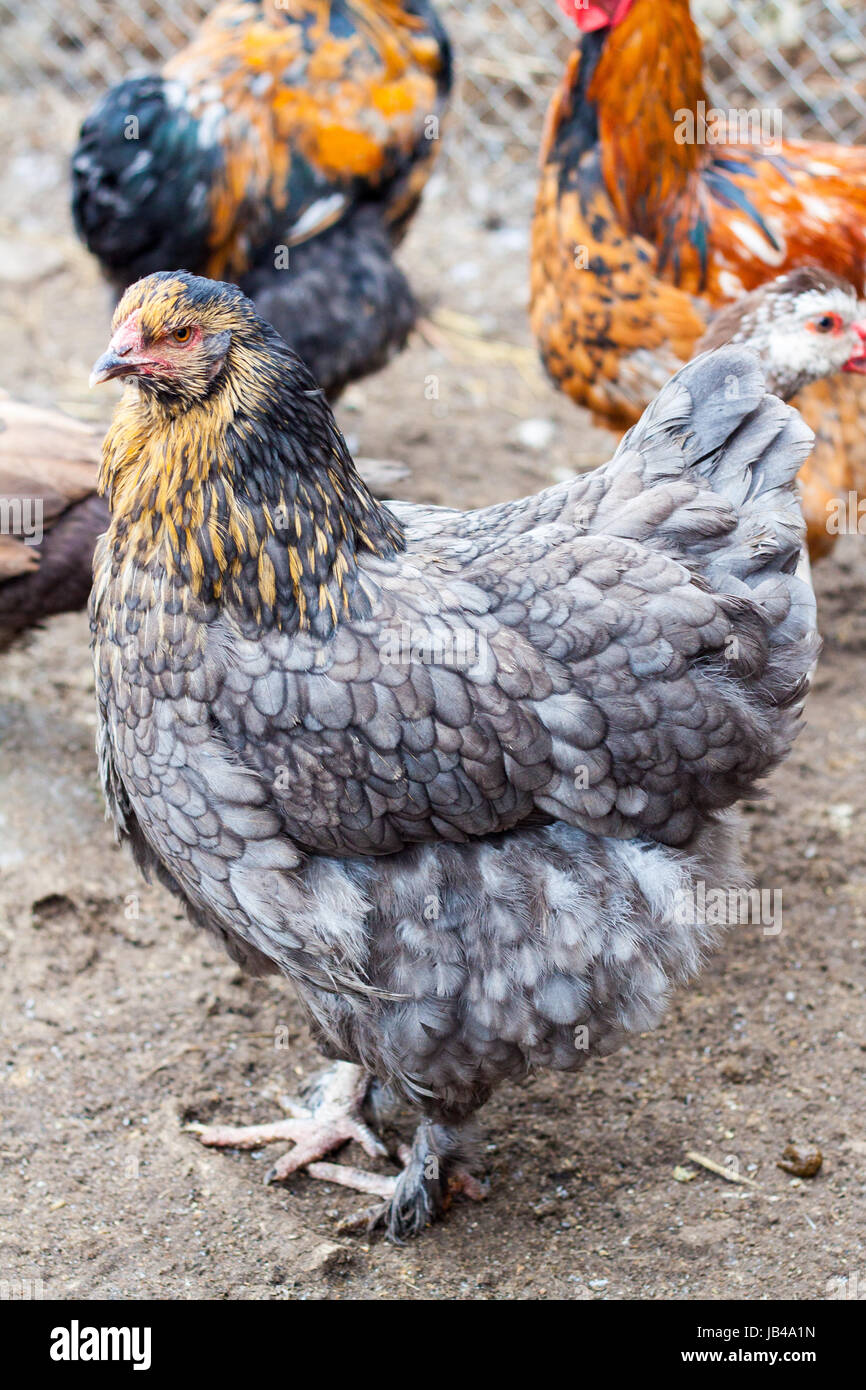 Beautiful cock for horoscope, rooster head as a symbol of the Chinese ...