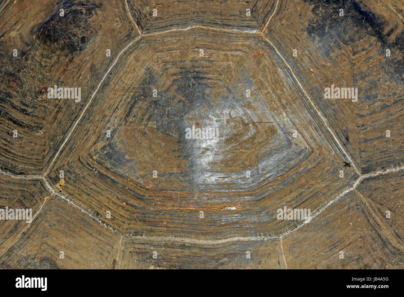 Part of the shell of a Giant Tortoise on Isabela Island in the ...