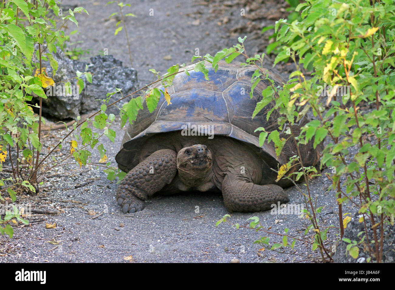 Giant Tortoise on Isabela Island in the Galapagos Stock Photo - Alamy
