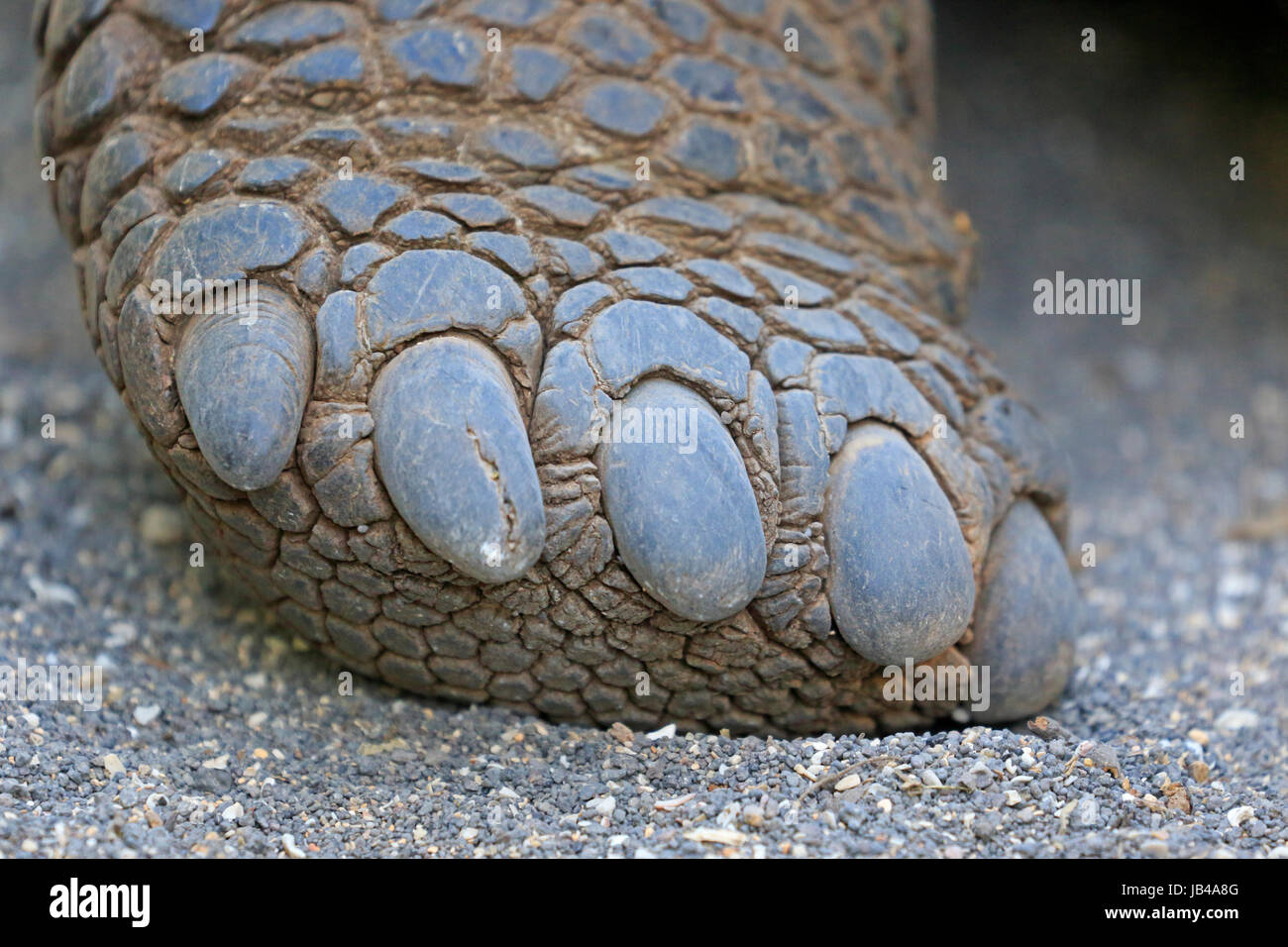 Foot of a Giant Tortoise on Isabela Island in the Galapagos Stock Photo ...