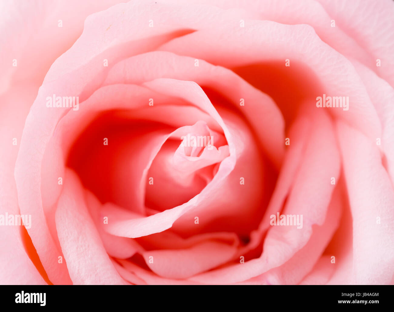 Pink Rose texture Stock Photo - Alamy
