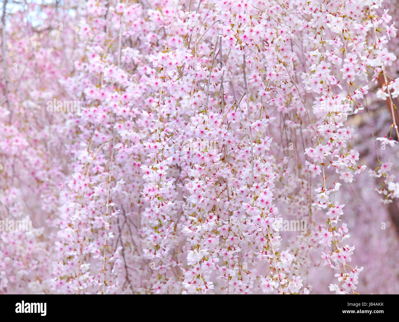 Japanese Sakura tree Stock Photo - Alamy