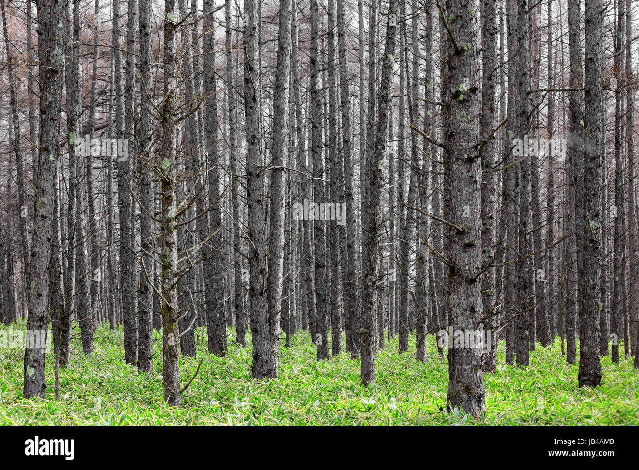 Pine tree forest Stock Photo - Alamy