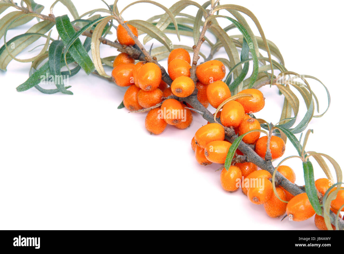 Busch strauch sanddorn hi-res stock photography and images - Alamy