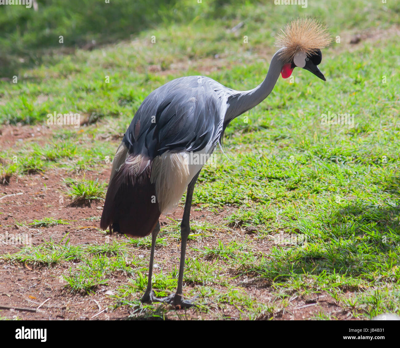 Crane feet hi-res stock photography and images - Alamy