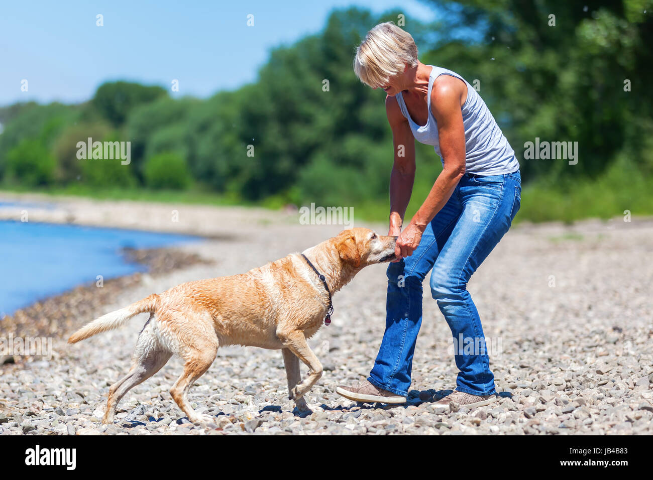 mature woman plays with a labrador retriever riverside Stock Photo - Alamy