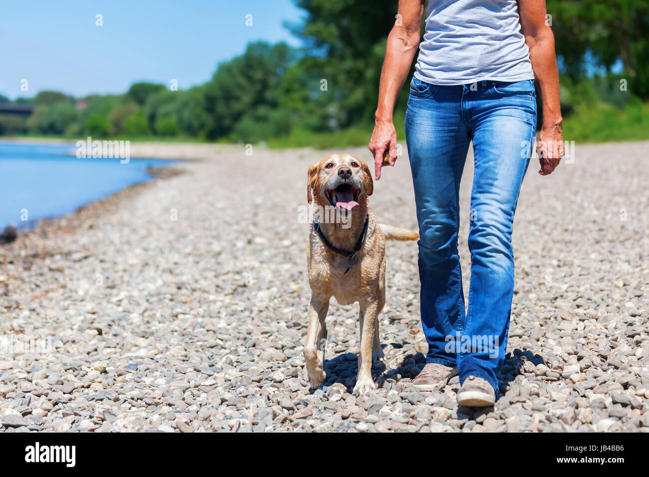 mature woman walks with a labrador retriever riverside Stock Photo - Alamy