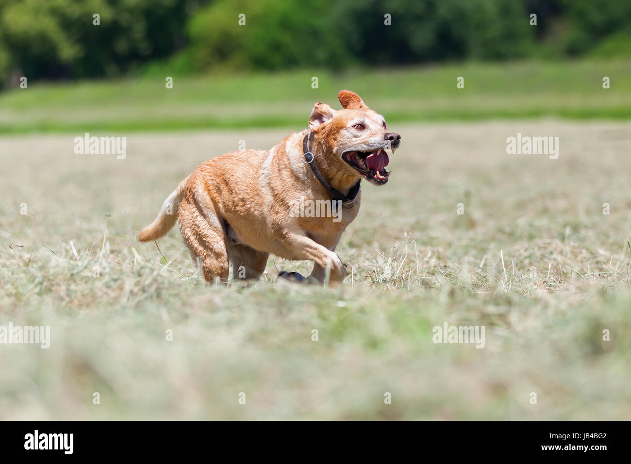 picture of a labrador retriever running in a hay field Stock Photo - Alamy