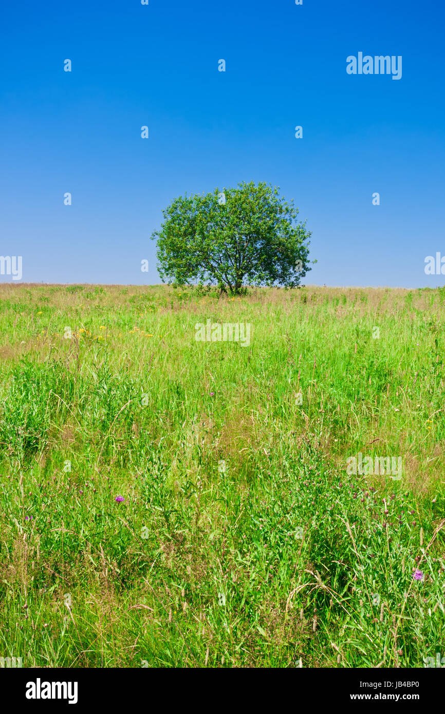 Beautiful photo of single tree in green field Stock Photo - Alamy
