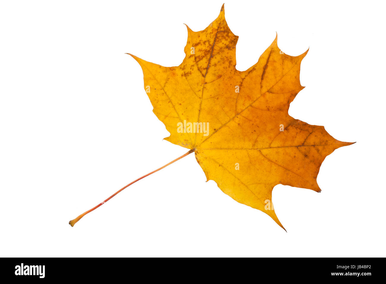 Beautiful maple leaf isolated on white background Stock Photo - Alamy