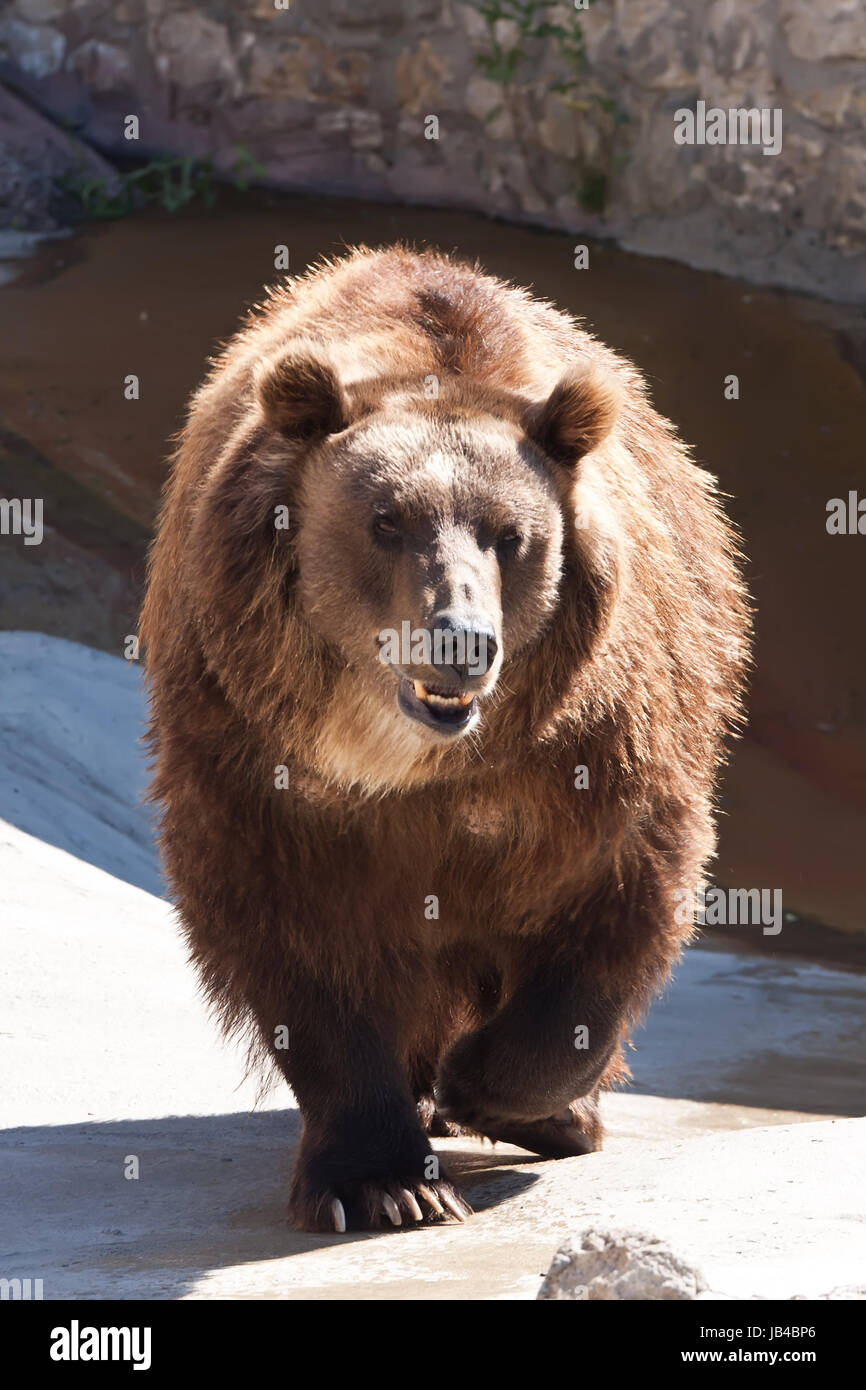 Beautiful photo of big and strong brown Bear in zoo Stock Photo - Alamy
