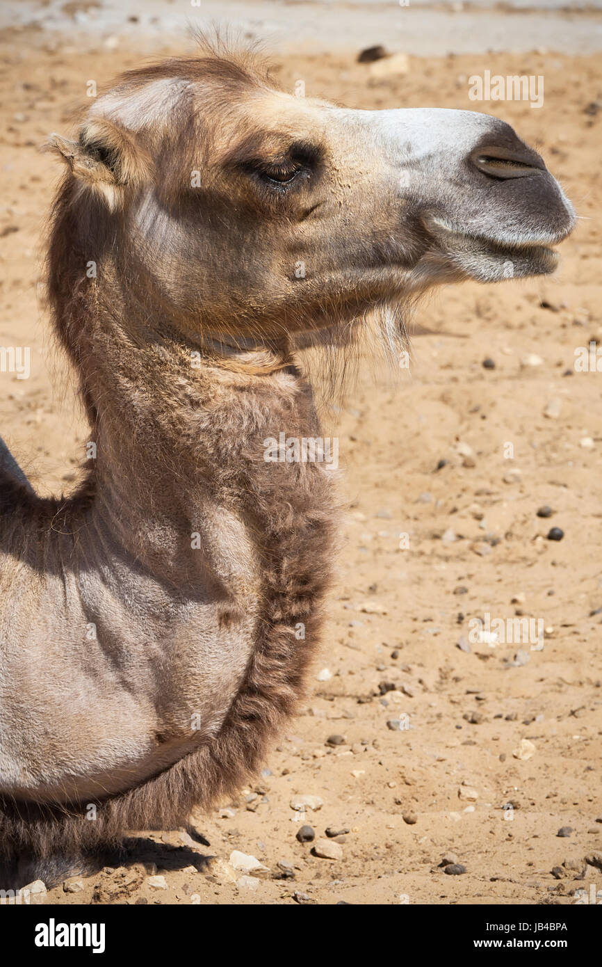 Nice close up photo of big camel Stock Photo - Alamy