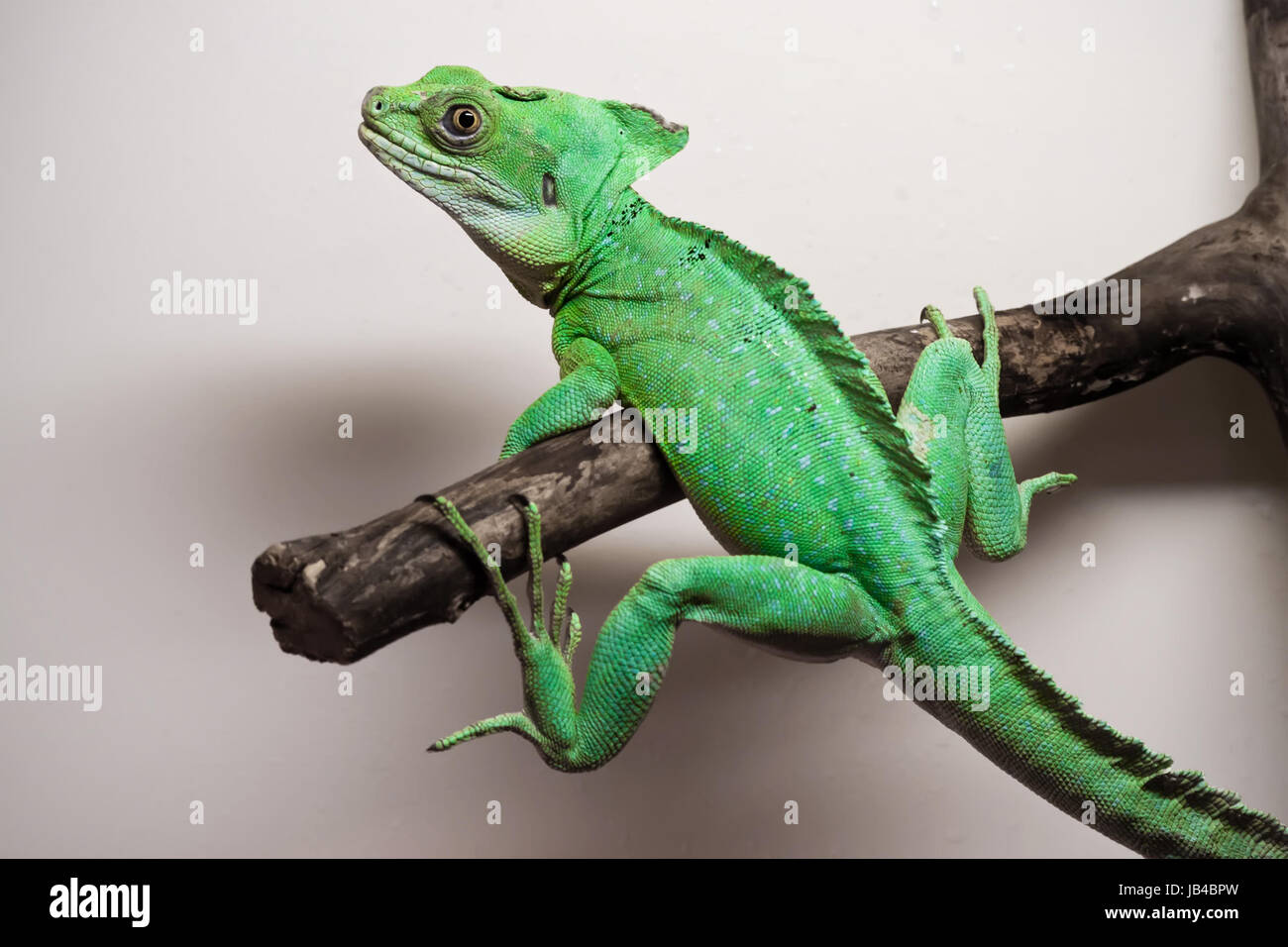 Beautiful close up photo of lizard Plumed basilisk Stock Photo - Alamy