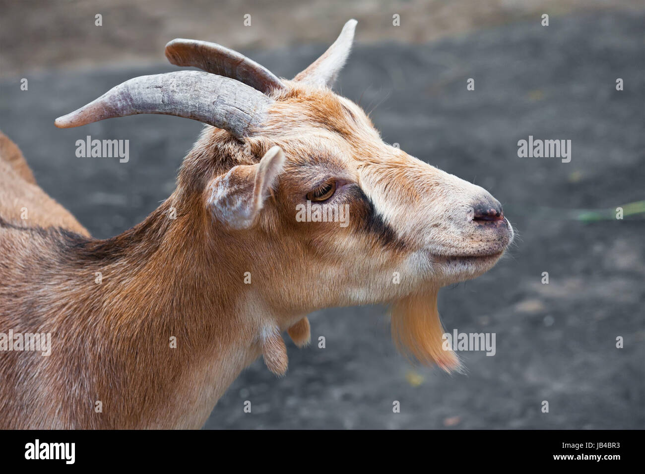 Nice close-up portrait of cute baby goat Stock Photo - Alamy